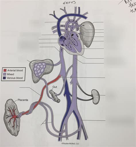 Fetal Circulation Diagram Quizlet Fetal Circulation Diagram Quizlet
