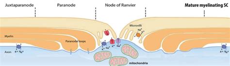 Nodes Of Ranvier