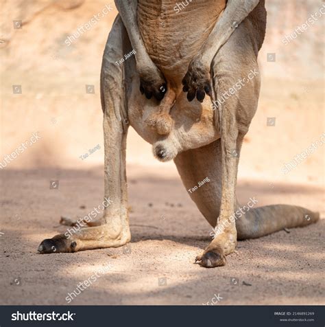 Kangaroo Testicles 15 รายการ ภาพ ภาพสต็อกและเวกเตอร์ Shutterstock