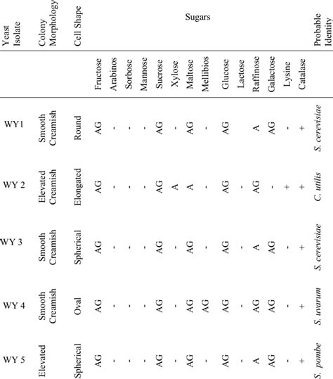 6 Morphological And Fermentation Characteristics Of Yeast Isolated Download Table