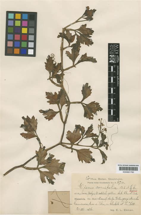 Cissus Cornifolia Baker Planch Plants Of The World Online Kew