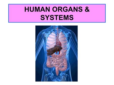 Human Body System Online Class Grade 4pptx