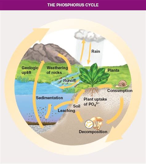 Phosphorus Cycle Examples Biology At Hunter Berry Blog