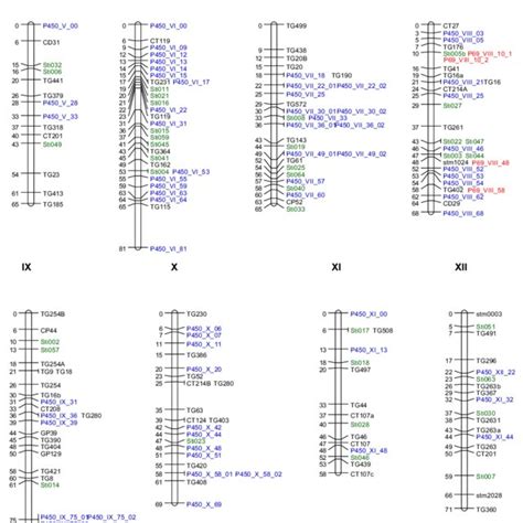 Location Of 55 Mapped Expressed Sequence Tag Derived Simple Sequence Download Scientific