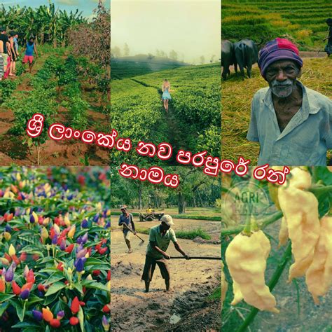 මිරිස් නයි මිරිස් එළවළු තරුණ වගා කරුවන්ගේ හද බැඳි නිවහන Facebook