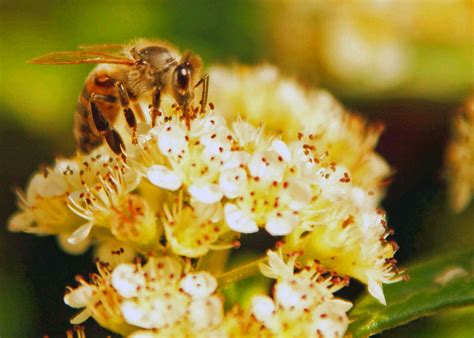 Understanding The Role Of Bees In Our Ecosystem The Nature Network