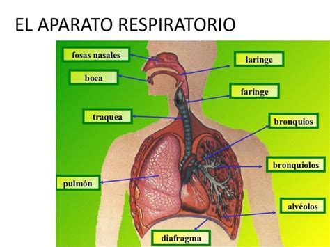 El Aparato Respiratorio Digital Magazine Interactive Books