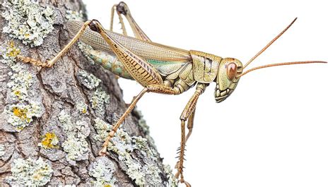 A Grasshopper Is Sitting On A Tree Branch And Looking At The Camera Premium Ai Generated Image