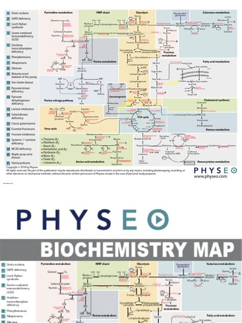 Bio Map Pdf Molecular Biophysics Natural Products