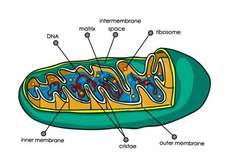 SOLUTION: Mitochondria structure and function - Studypool