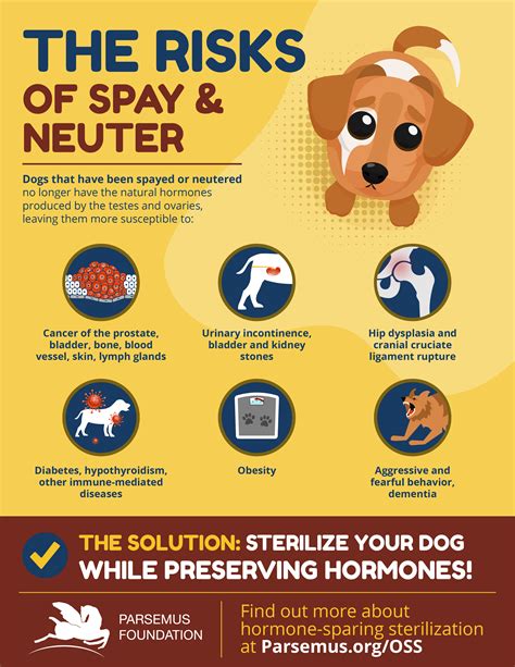 How Spay And Neuter Affect Health Parsemus Foundation