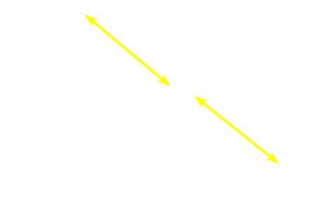 Lymph Node 5 Digital Histology