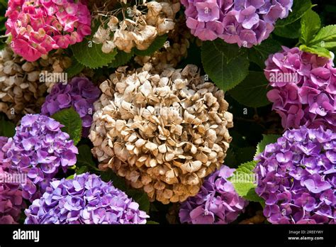Mixed Coloured Flowers Of A Single Bigleaf Hydrangea Hydrangea