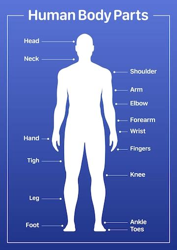 Premium Vector Human Body Parts Medical Diagram With Male Model