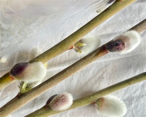 Willow For Sale Willow Varieties Williamette Willows