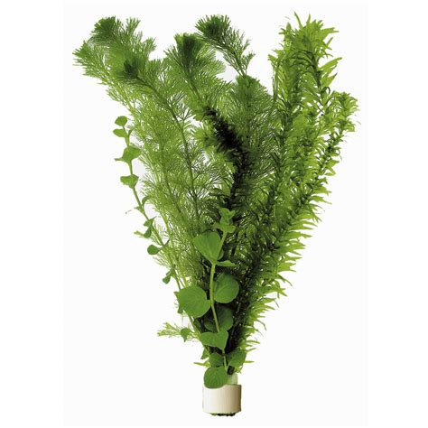 Assorted Bunch Plant The Aquarium People