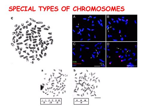 Chromosome Structure And Function Pptx Genetics Science