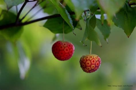 산딸나무열매와 단풍환공포증군집공포증 클릭주의 네이버 블로그 산딸나무열매와 단풍환공포증군집공포증 클릭주의 네이버 블로그