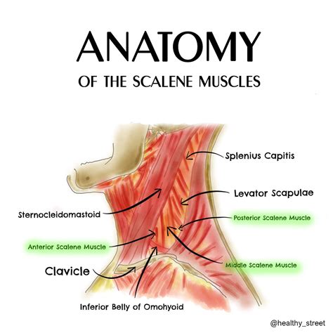 Scalene Muscles Origin And Insertion