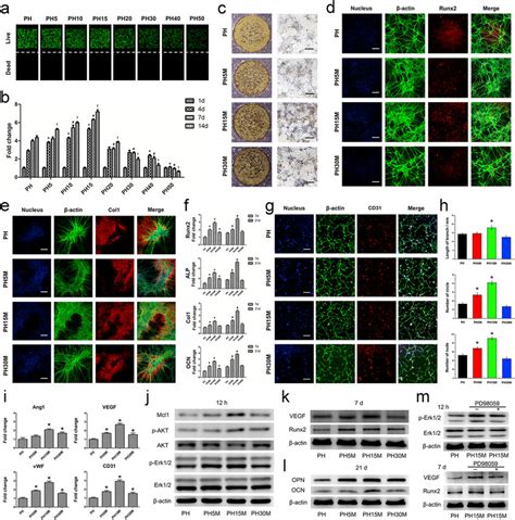 Bi Differentiation Of Bmscs On The Mvgog Reinforced Procallus A The Download Scientific