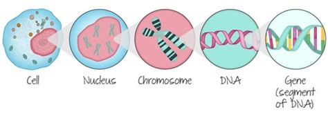 Topic 2 Molecular Biology Proteins Genes And Polypeptides