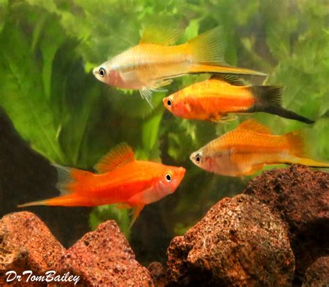 Premium Male Assorted Swordtails Males Only
