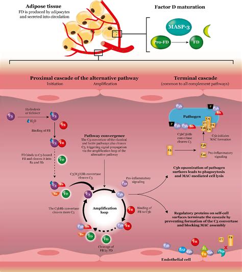 Figure 1 From Complement Factor D As A Strategic Target For Regulating