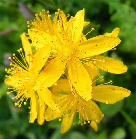 Agrimony What Is Agrimony Benefits Of Agrimony Sempreverde Erbe Fiori