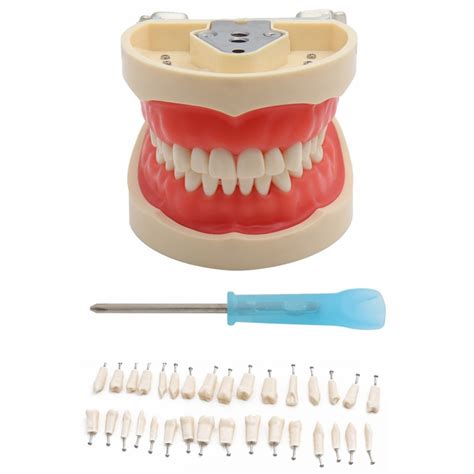 Dental Teaching Model Teeth Model Standard Model W Grandado