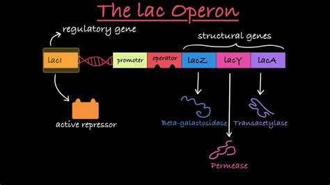 39 Facts About Lac Operon