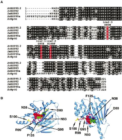 Clustering Of Hsp902 Mutations In The Highly Conserved N Terminal Download Scientific Diagram