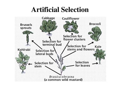 What Are The Types Of Artificial Selection At Theresa Hanson Blog