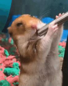 Hamser Meme Hamster Meme Hamser Meme Hamster Big Eyes Discover Share Gifs