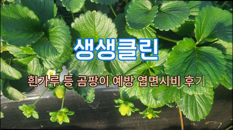 생생클린 딸기 흰가루 등 곰팡이 예방 엽면시비 2탄 후기 Youtube