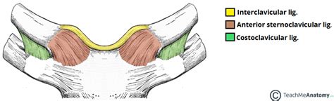 Sternoclavicular Joint Physiopedia