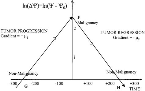 Schematic Information Processing Approach To Tumor Dynamics Of Cancer