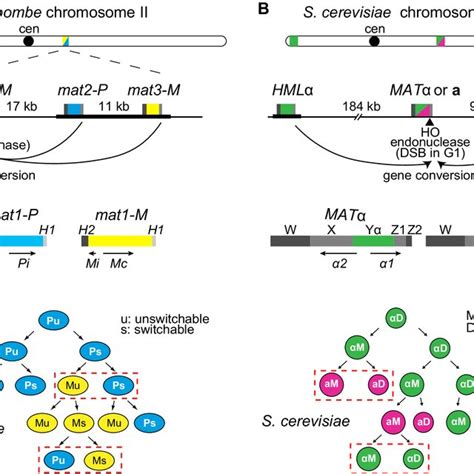 Mating Type Cassettes And Mating Type Switching Patterns In S Pombe