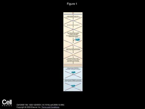 Fancd2 Hurdles The Dna Interstrand Crosslink Ppt Download