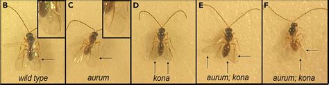 Iss Research Shows Spaceflight Affects Tumor Bearing Fruit Fly Hosts