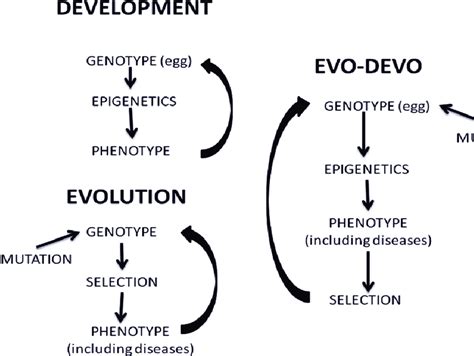 Synthesis Of The Processes In Development And Evolution In The New