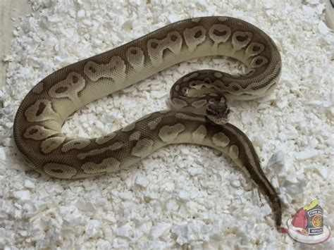 Pastel Butter Het Red Axanthic Ball Python By Fireball Reptiles Morphmarket Pastel Butter Het Red Axanthic Ball Python By Fireball Reptiles Morphmarket