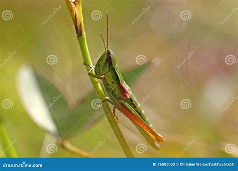 Small Gold Grasshopper Euthystira Brachyptera Stock Image Image Of