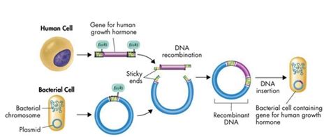 Biology Ch 16 Flashcards Quizlet