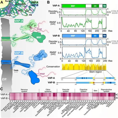 Similarities And Differences Between Vap A And Vap B A Vap A And