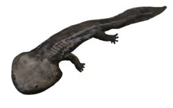 Koolasuchus Cleelandi Wikipedia