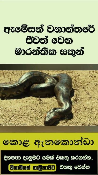 ඇමේසන් වනයේ අති භයානක සතුන් Youtube