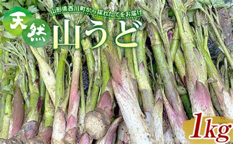 《先行予約》『山菜ときのこの里西川町』 山里の春の香り 天然ウド 1kg うど Fyn9 152 山形県西川町｜ふるさとチョイス
