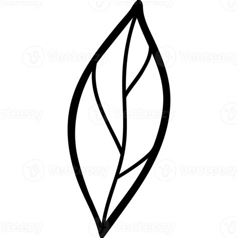 Contour Leaf Doodle Plant Drawing 55686764 Png