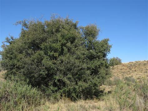 Género Boschia · Naturalista Colombia
