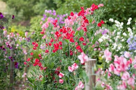 How To Grow Sweet Peas From Seed